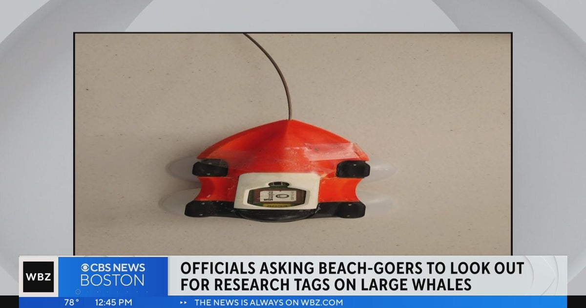 Beachgoers asked to watch for missing whale tags - CBS Boston