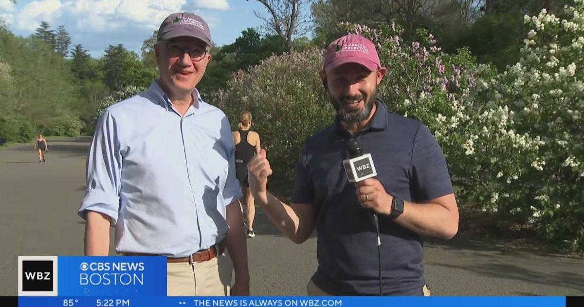 Jacob Wycoff talks Lilac Sunday at the Arnold Arboretum - CBS Boston