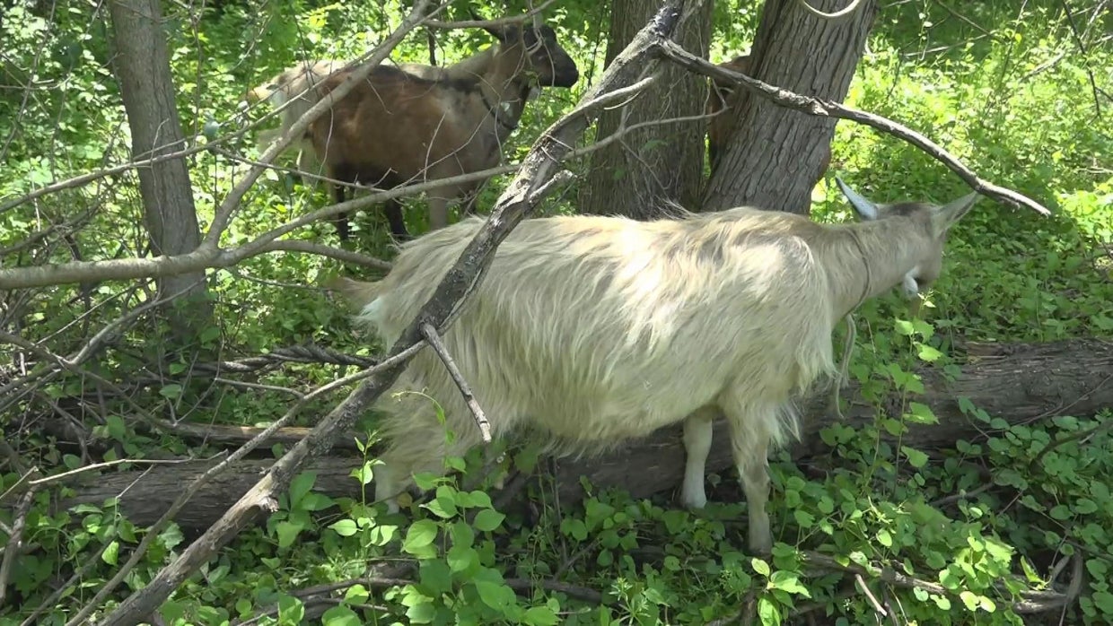 Operation Goat Munch back for second straight year in Haddon Township ...