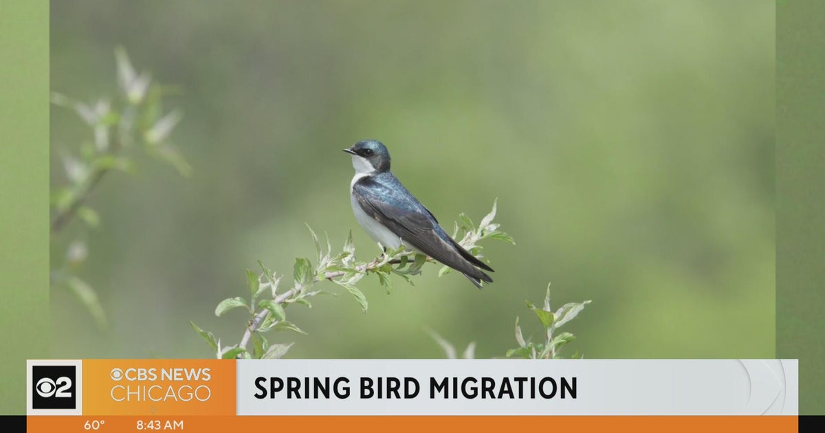 Streaming with Brad: Spring Bird Migration - CBS Chicago