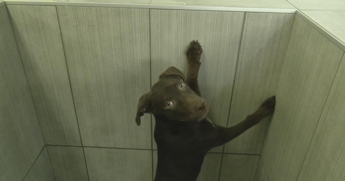 Animal Humane Society reopens doors after canine flu outbreak - CBS ...