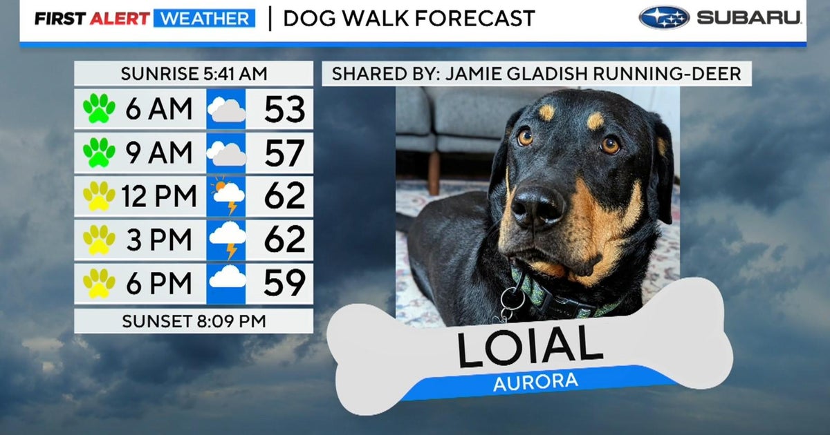 Loial joins Dog Walk Forecast - CBS Colorado