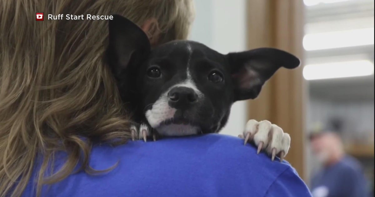 Saturday is National Rescue Dog Day - CBS Minnesota