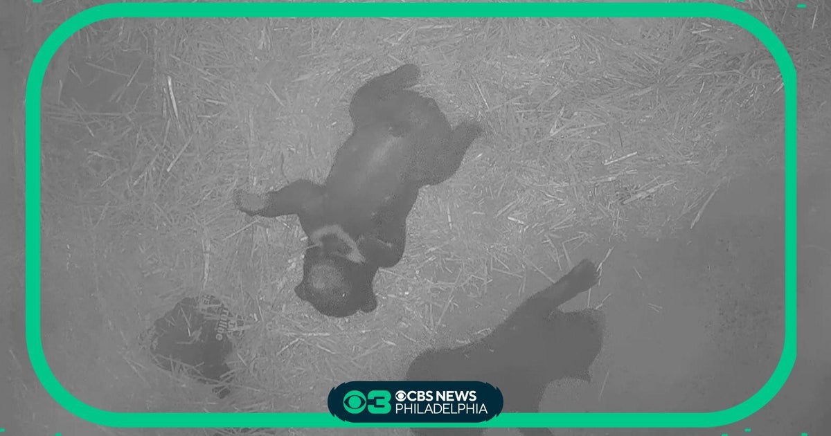 2 baby sloth bear cubs make their debut at the Philadelphia Zoo - CBS ...