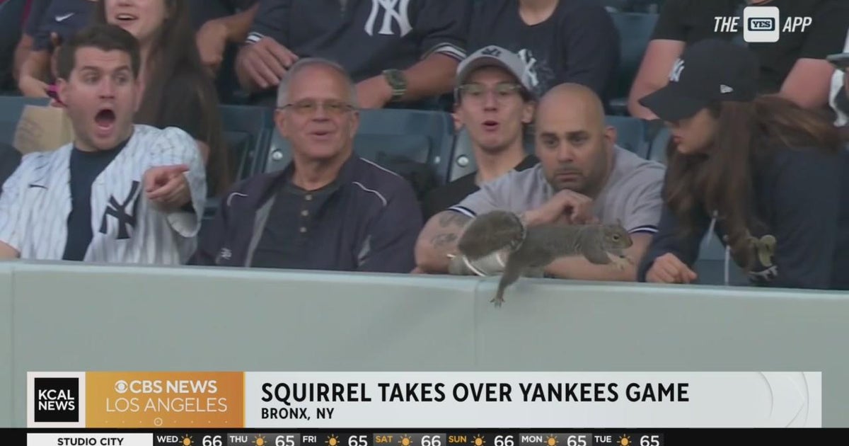 Squirrel gets 30 seconds of fame at Yankee's game - CBS Los Angeles