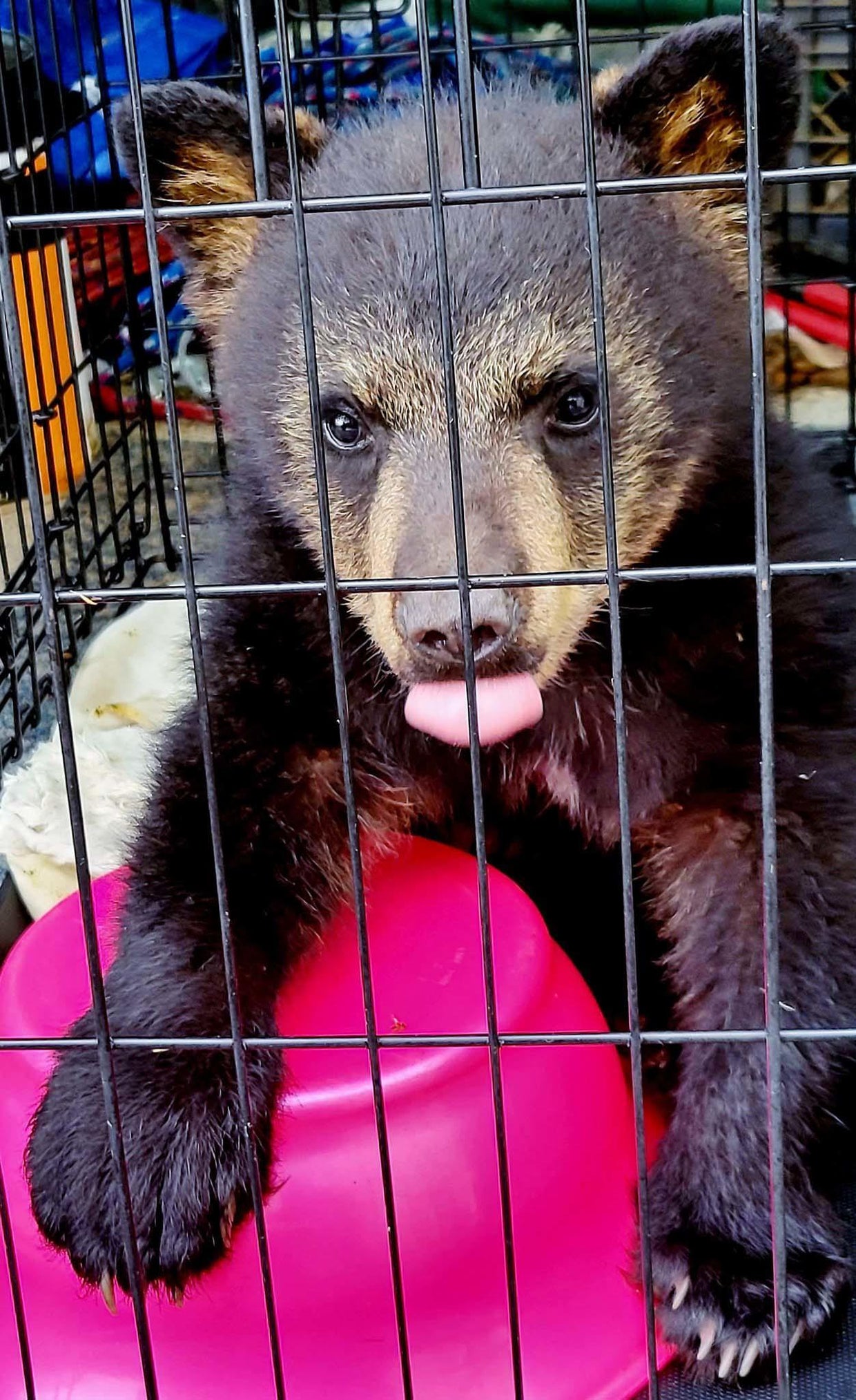 Abandoned bear cub rescued from tree in Colorado Springs - CBS Colorado
