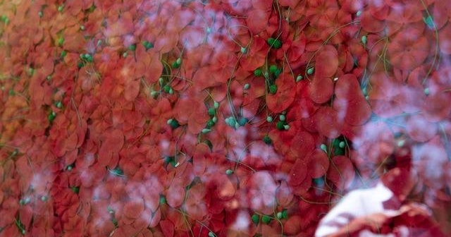 Poppy Wall of Honor pays tribute to fallen service members at National ...