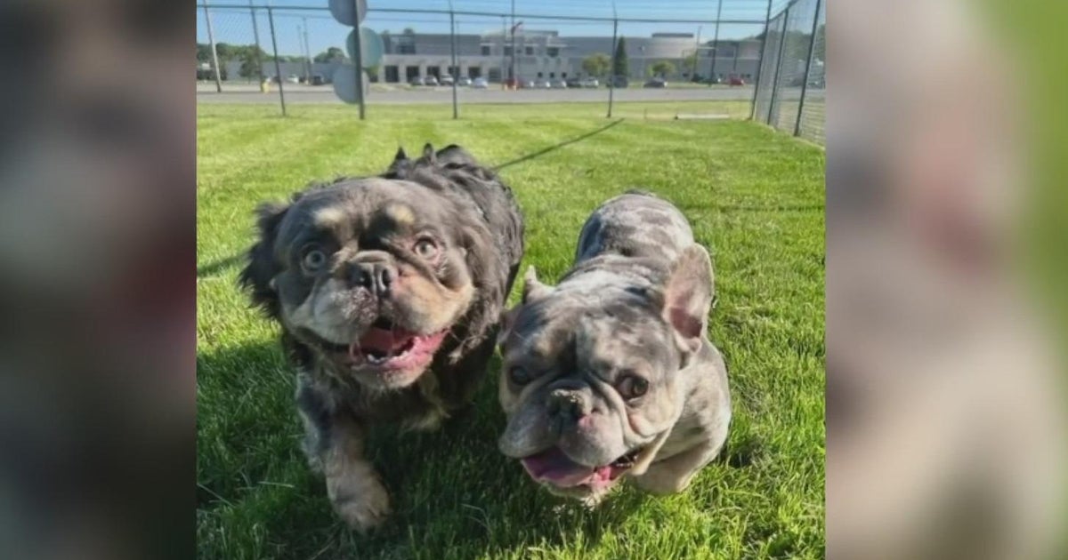 Dogs rescued from suspected Indiana puppy mill get used to new ...