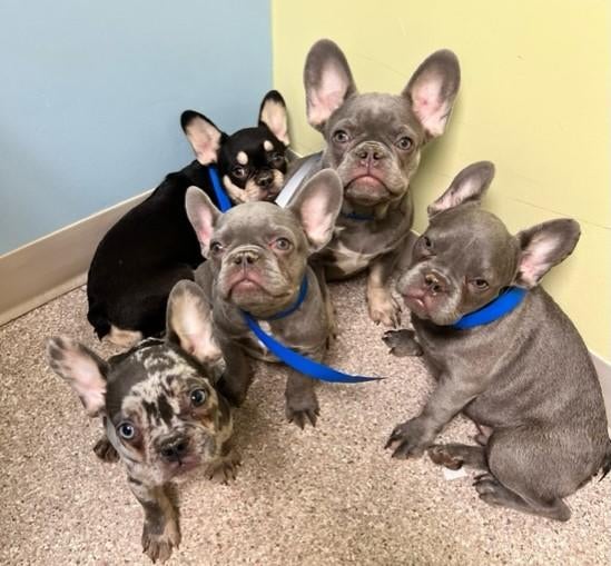 Are There Puppy Mills In Indiana Are There Puppy Mills In Indiana