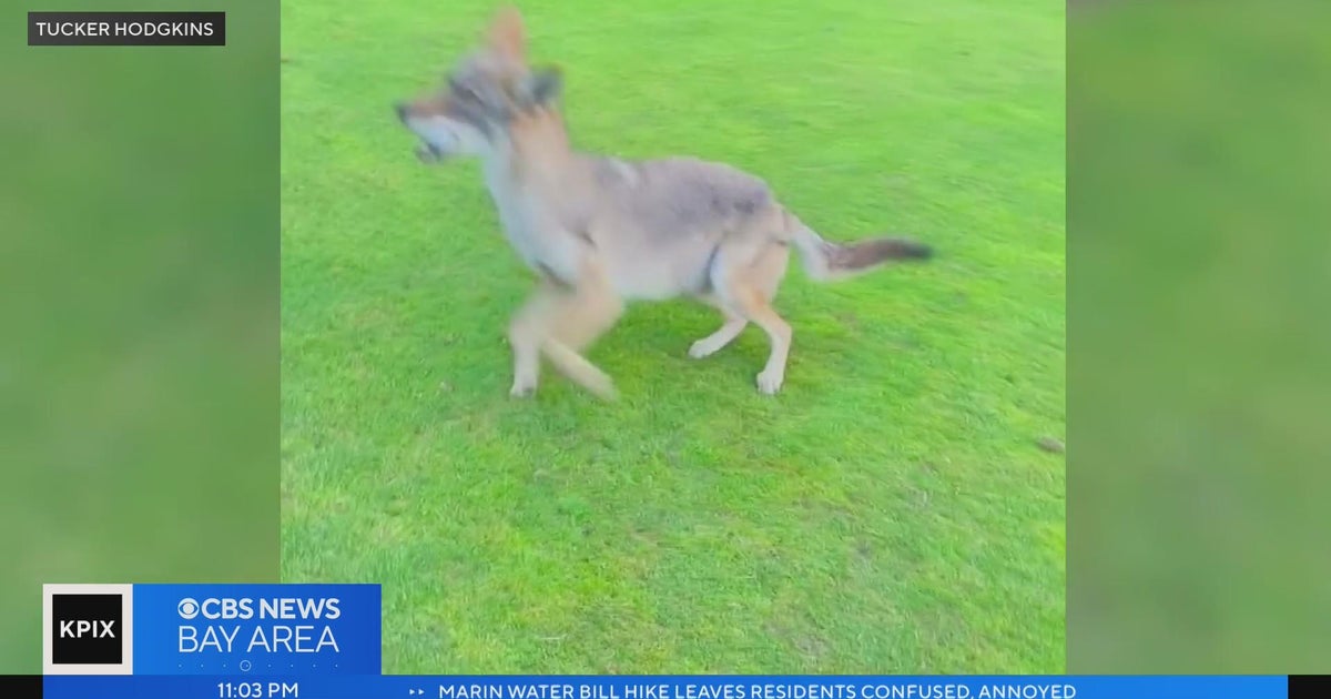 Officials issue warning about coyote pupping season in San Francisco ...