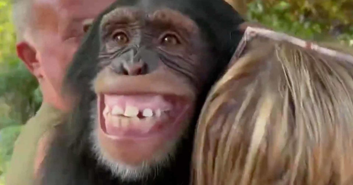 Chimp reunites with caretakers after six years - CBS News