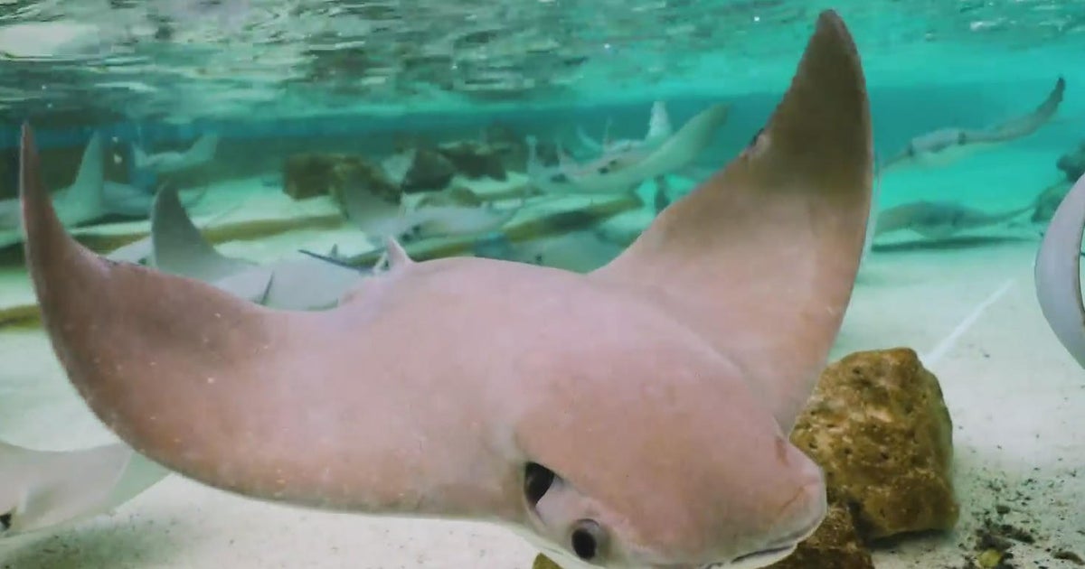 Stingray Touch exhibit returns to Shedd Aquarium - CBS Chicago