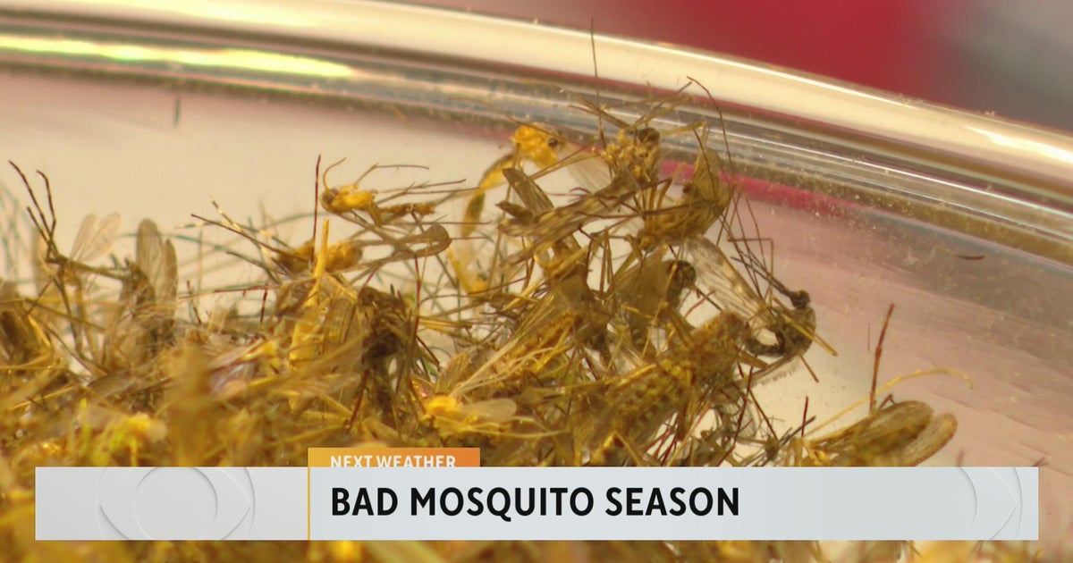 Yes, this mosquito season has been especially bad -- here's why - CBS ...