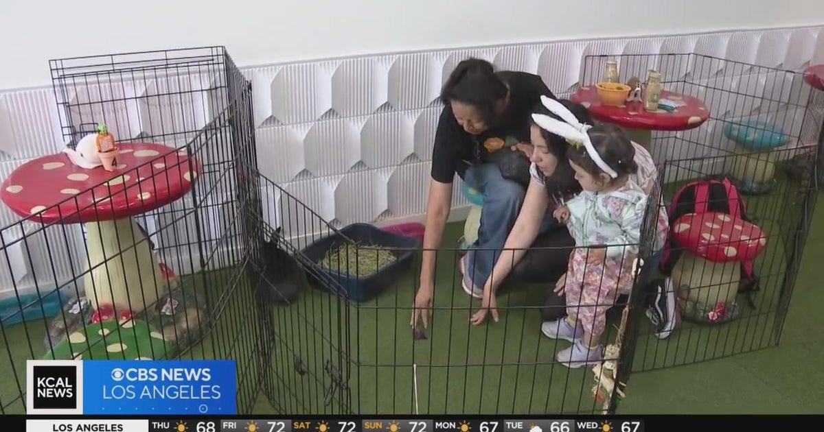 Animal rights organization calls pop-up 'Bunny Cafe' a 'torture chamber ...