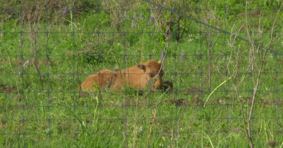 4 new bison calves born at Spring Lake Park Reserve in Dakota County ...