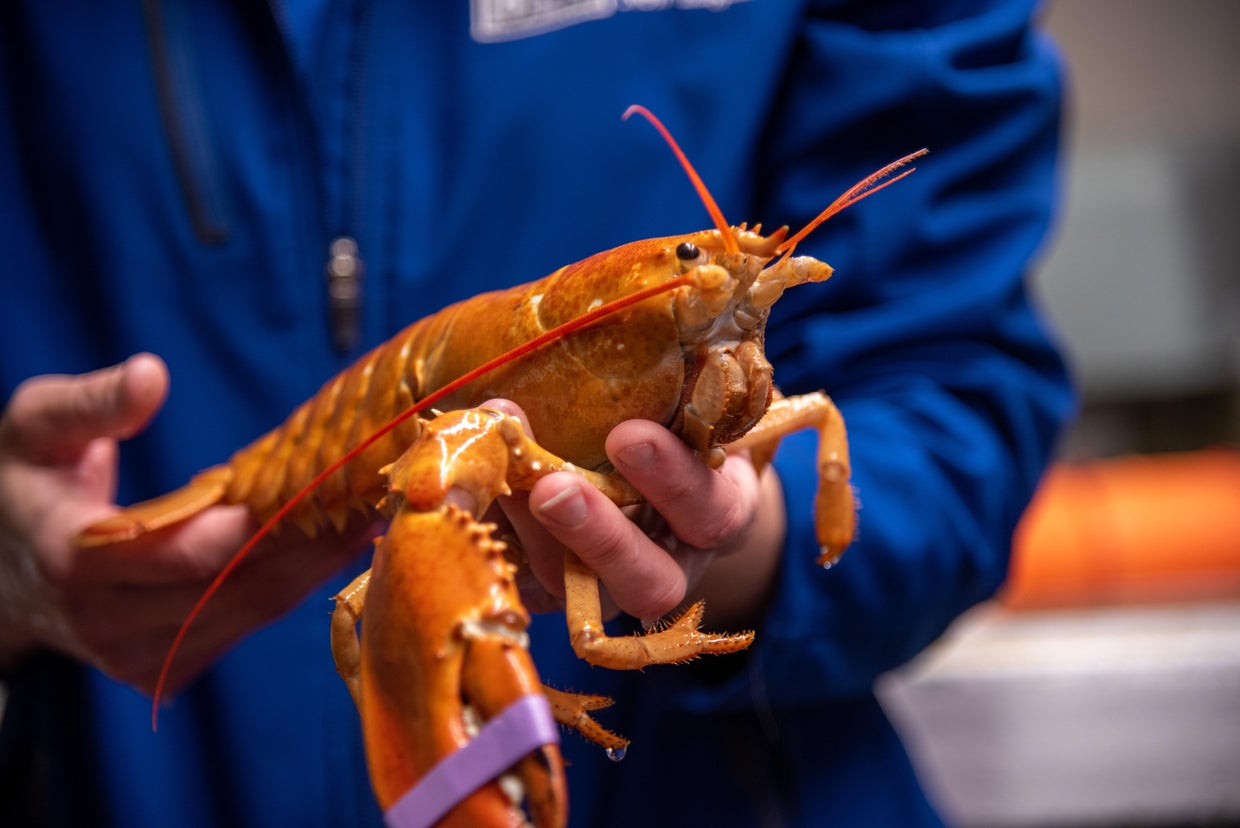 This rare orange lobster is a "one-in-30 million" find, experts say ...