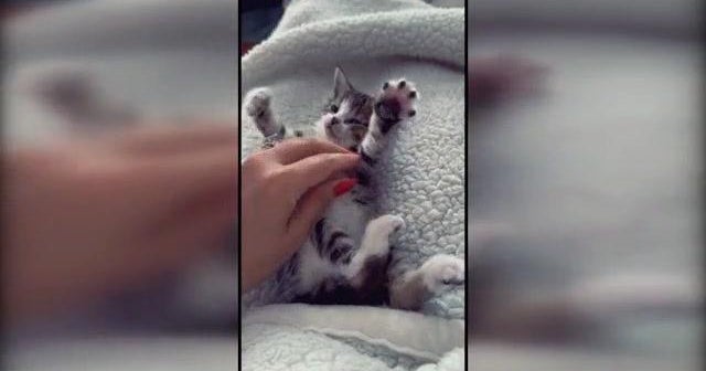 WATCH: Philadelphia food influencer, family rescue kitten stuck in pipe ...