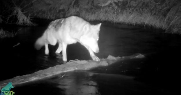 Newly-released video shows wolves "fishing" in northern Minnesota - CBS ...