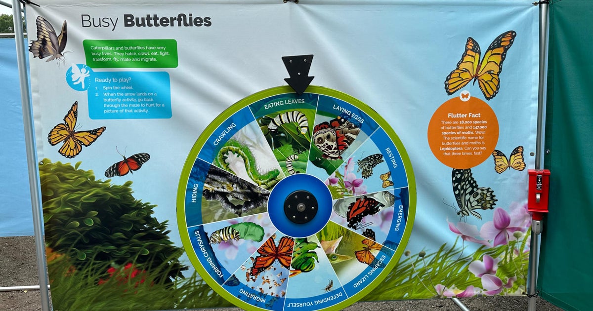 'Amazing Butterflies' exhibit comes to Capron Park Zoo in Attleboro ...