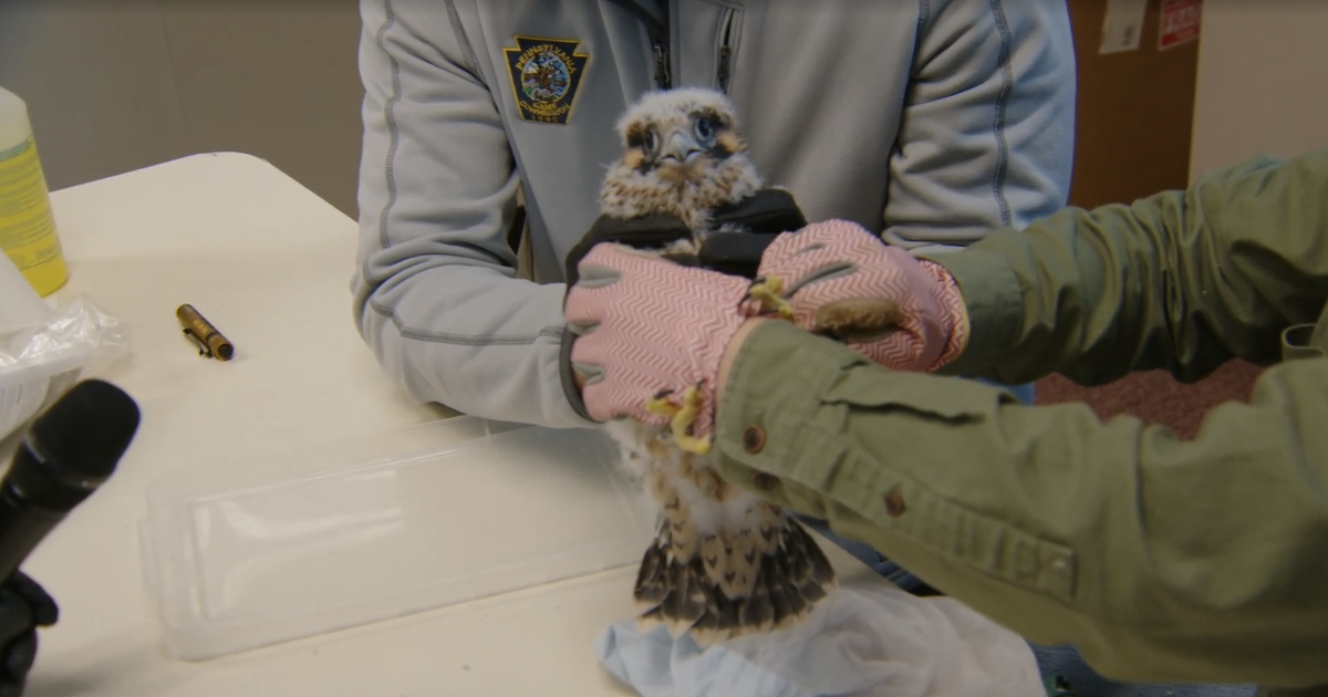 Peregrine falcon fledglings get their leg bands at the Pa. Capitol ...