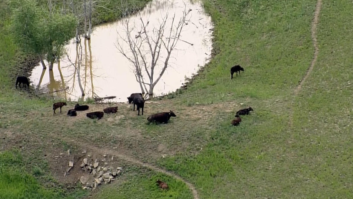 Cows attack joggers in 2 separate incidents in Boulder County - CBS ...