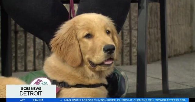 Paws with a Cause seeking volunteers to raise puppies that support ...