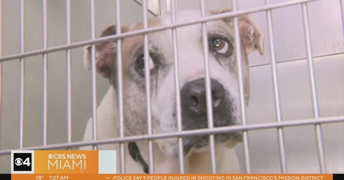 More than 650 animals at Miami-Dade animal services, now at full ...