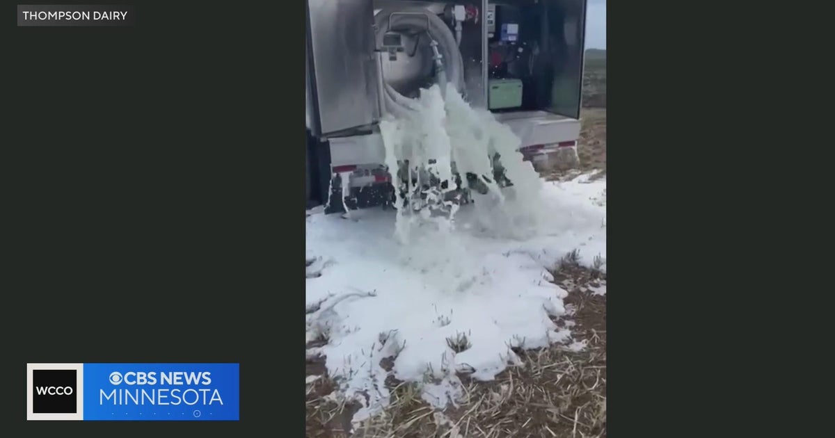 Minnesota dairy farmers forced to dump thousands of gallons of milk ...