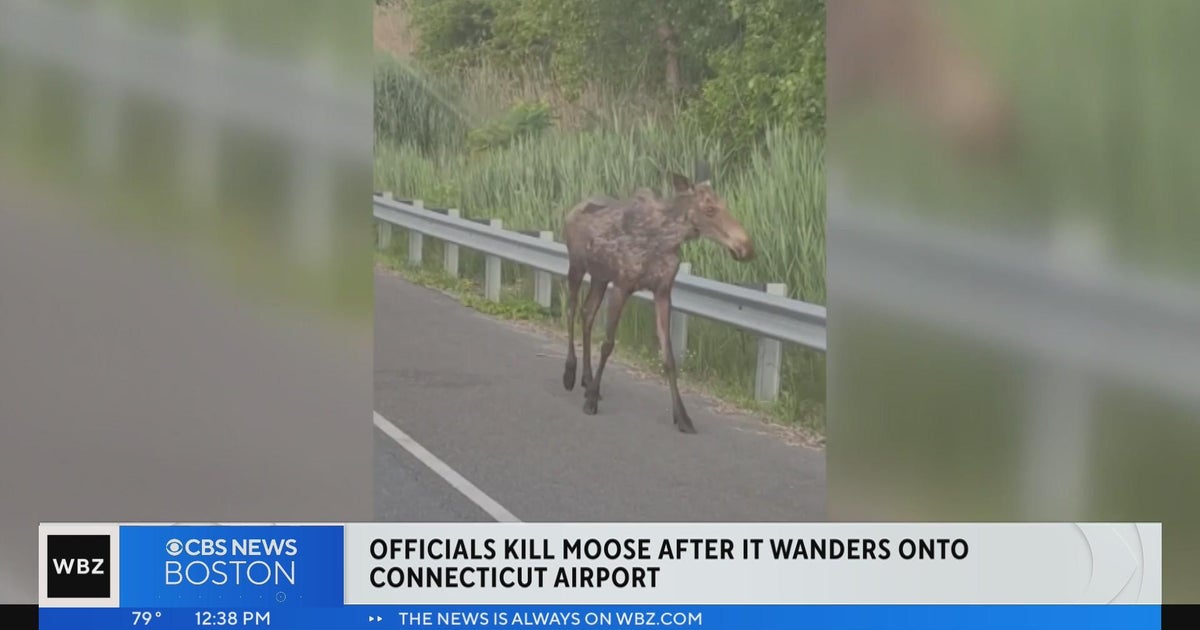 Moose killed after wandering onto Connecticut airport property - CBS Boston