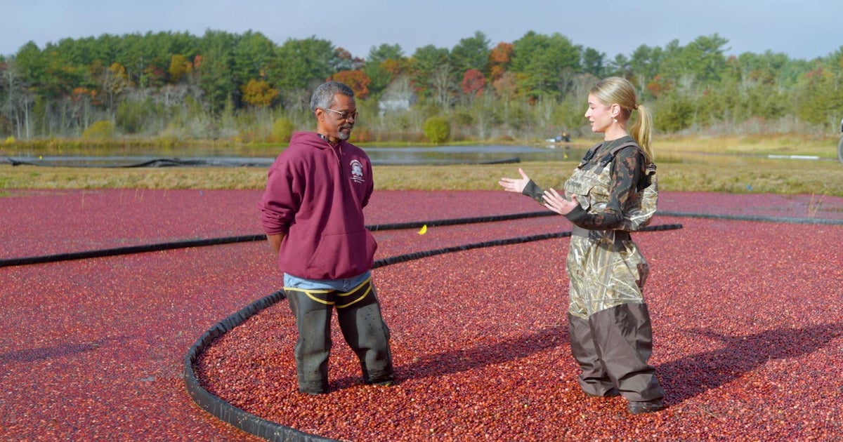 New England Living: Fresh Meadows cranberry farm - CBS Boston