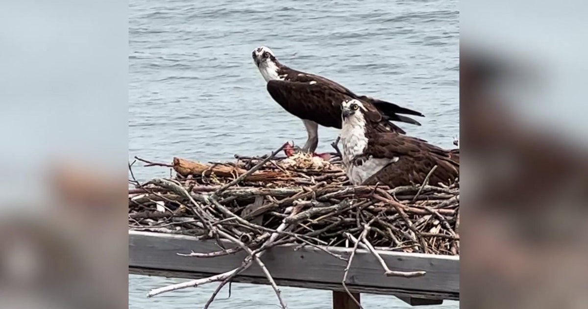 Osprey chicks hatch two years after parents made nest at Huntington ...