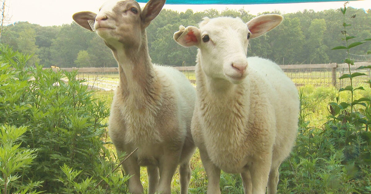 It Happens Here: Powisset Farm a valuable part of Dover for more than ...