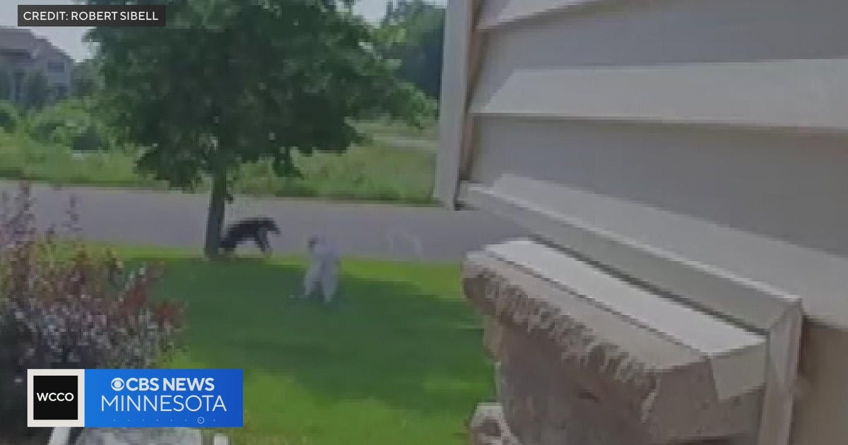 Minnesota dog scares off bear climbing tree - CBS Minnesota