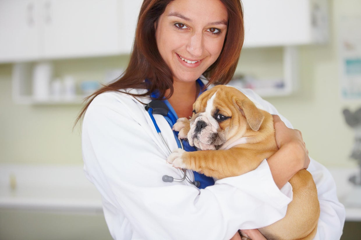 Healthy Paws pet insurance review 2023 - CBS News