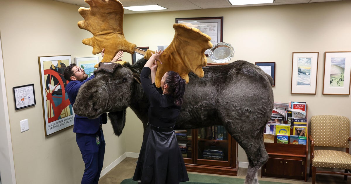 Stuffed moose and bear move into New Hampshire Senator Jeanne Shaheen's ...