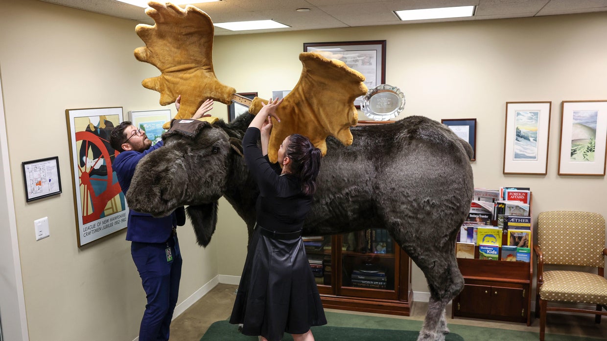 Stuffed moose and bear move into New Hampshire Senator Jeanne Shaheen's ...