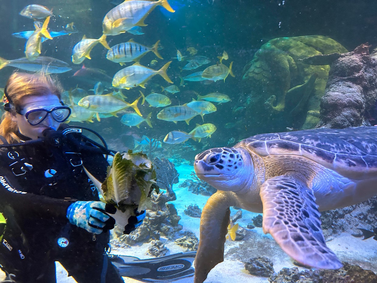 Rescued sea turtle living at Michigan aquarium celebrating 21st ...