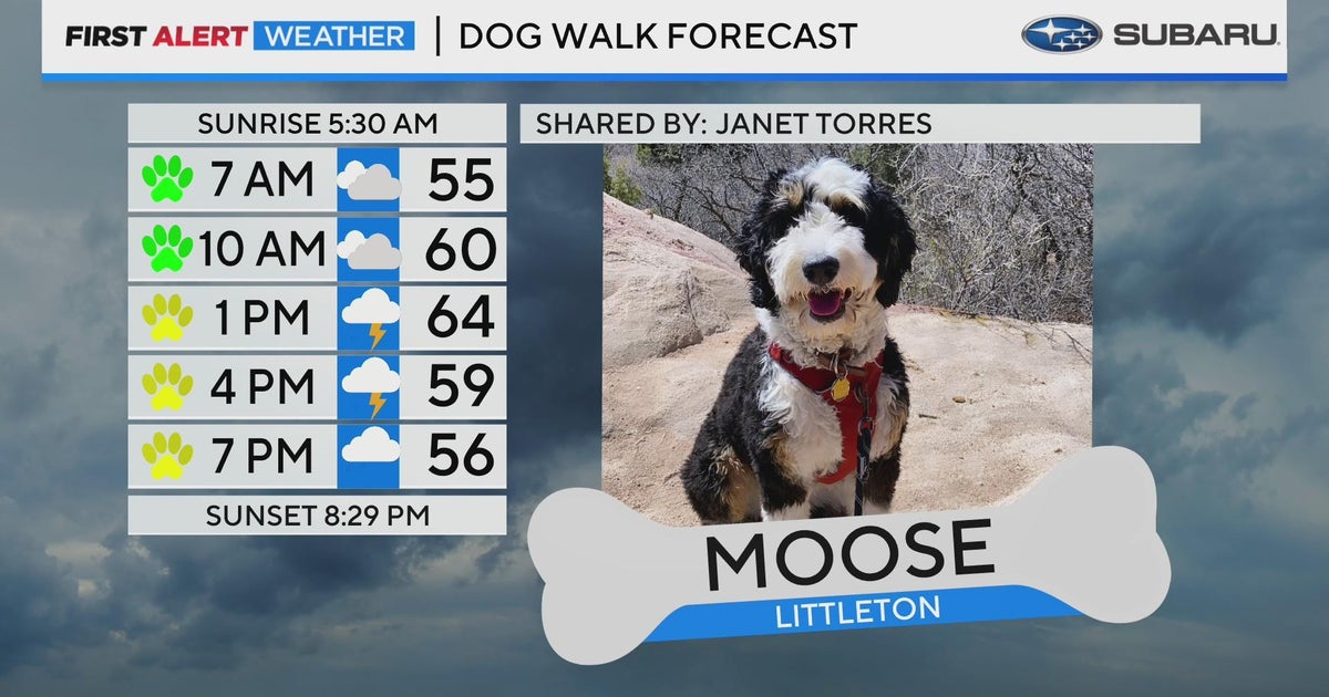 Moose joins Dog Walk Forecast - CBS Colorado