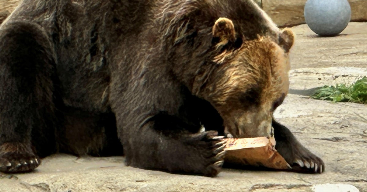 Detroit Zoo animals dine on Buddy's Pizza - CBS Detroit