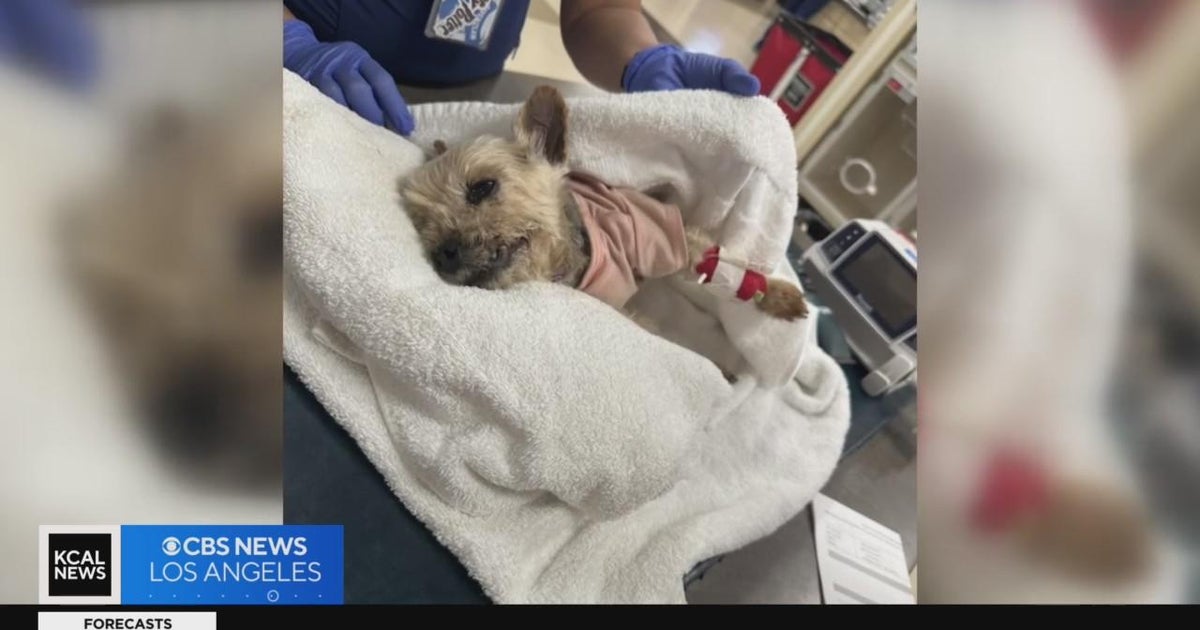 15-year-old Yorkshire terrier fighting for life after being kicked by ...