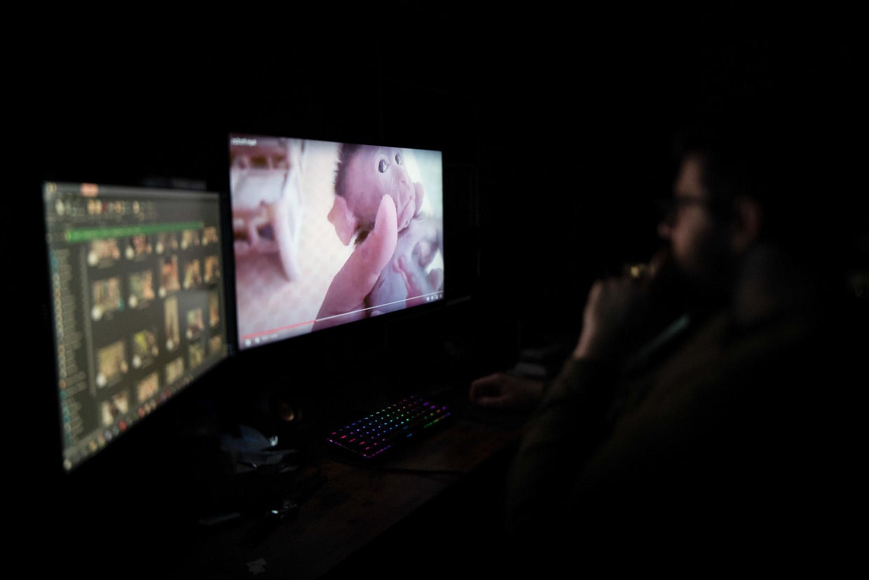 Monkey torture video ring with suspects and customers in U.S. exposed by BBC investigation - CBS ...