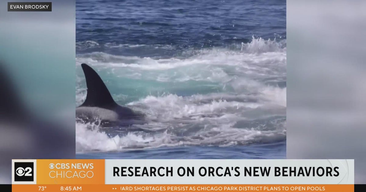 Streaming with Brad: Research on Orcas’ new behaviors - CBS Chicago