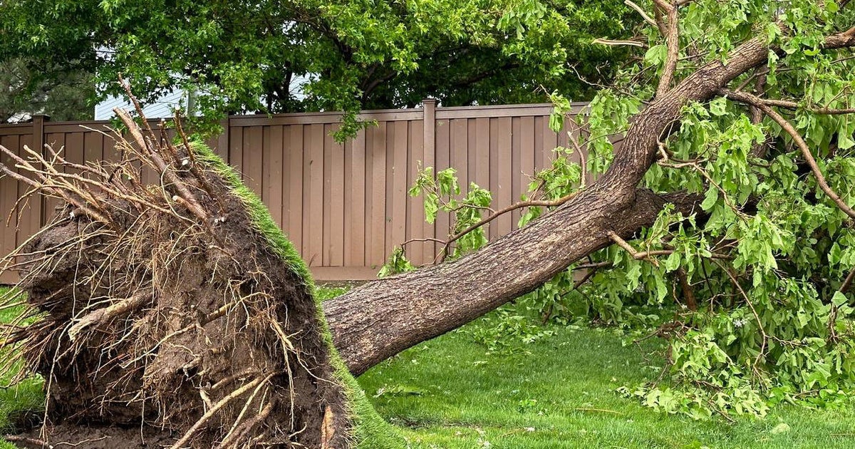 Tornado Tree Damage