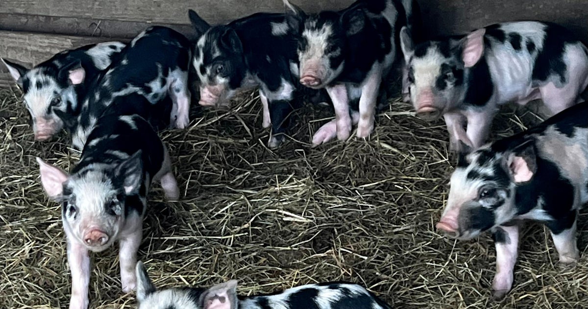 Endangered Ossabaw Island hogs born at Davis Farmland in Sterling - CBS ...