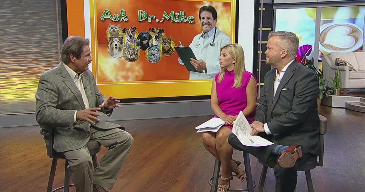 Ask Dr. Mike: July 4th pet safety and more - CBS Pittsburgh