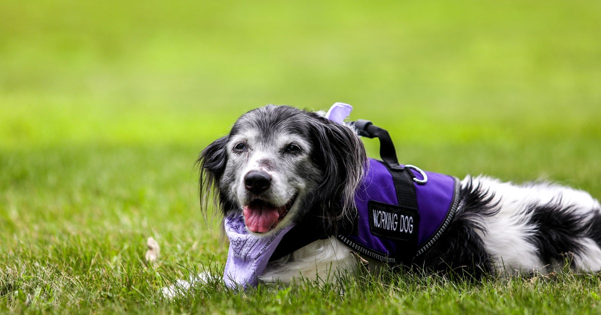 Penny, first canine advocate for domestic violence victims in Allegheny ...