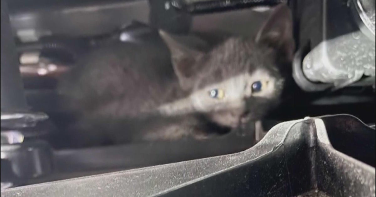 Buena Park Firefighters Save Kitten Trapped Inside Of Suv Cbs Los Angeles 6915