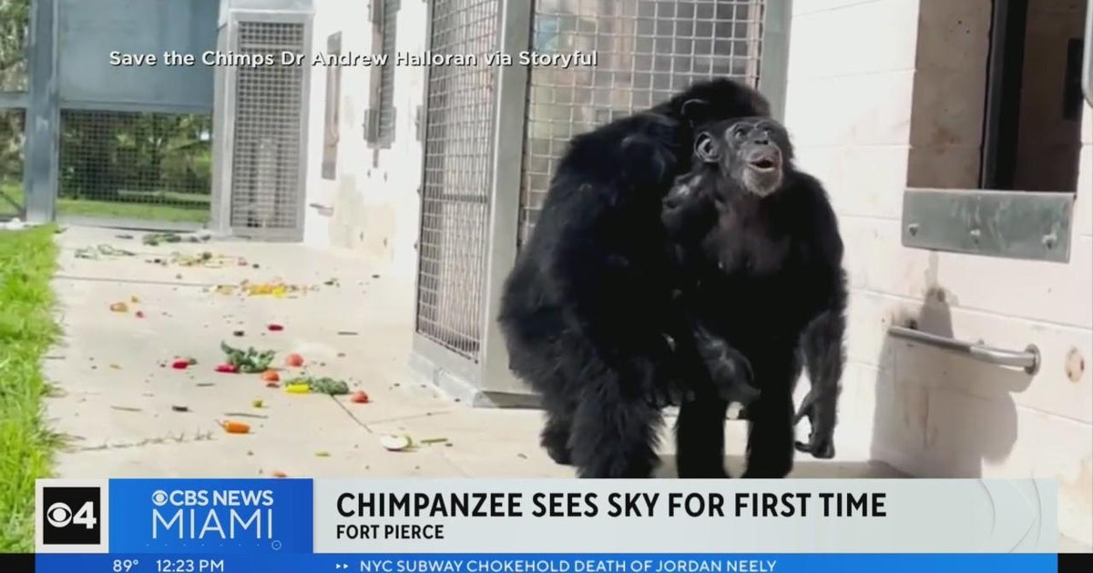 Chimp kept in lab for years saw the open sky for the first time - CBS Miami