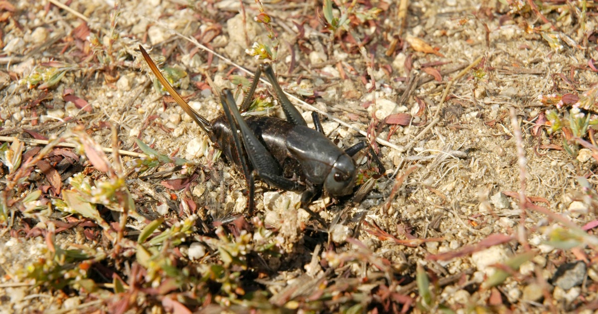 Mormon cricket infestation hits parts of Colorado - CBS Colorado