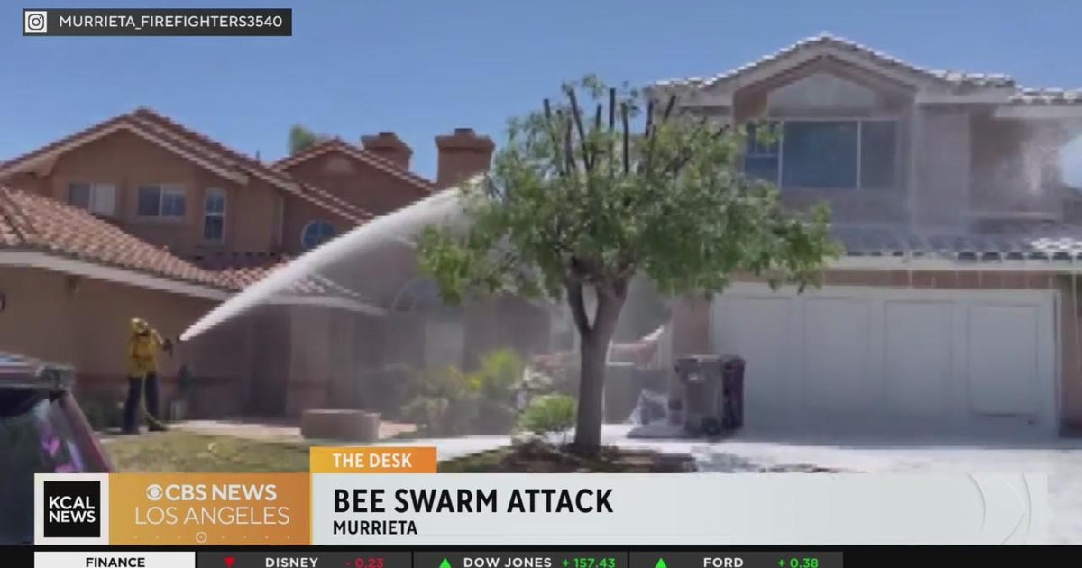 Bee swarm attack in Murrieta - CBS Los Angeles